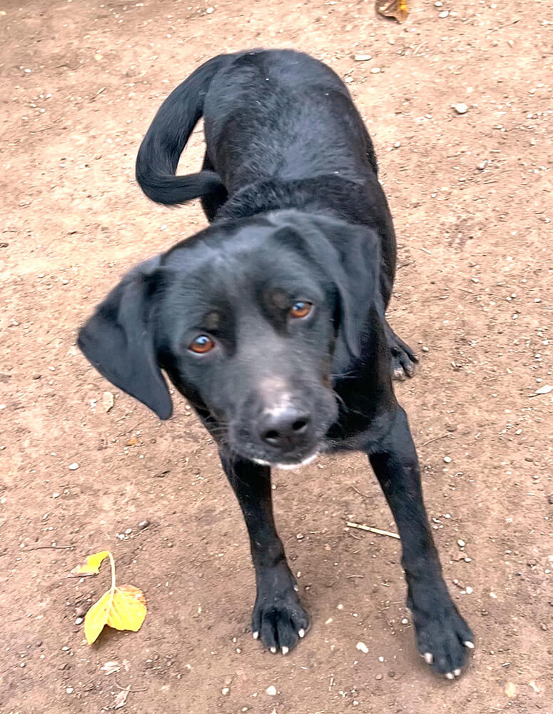 Timmy | Animal Care Austria