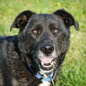 Don | Animal Care Austria