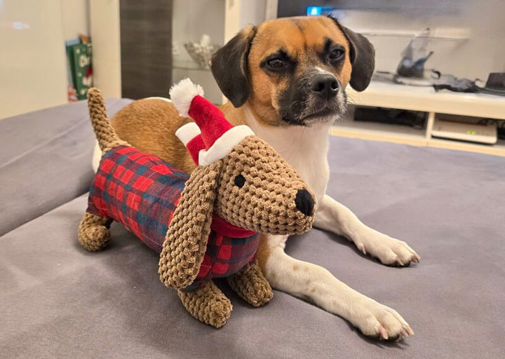 Chester | Animal Care Austria