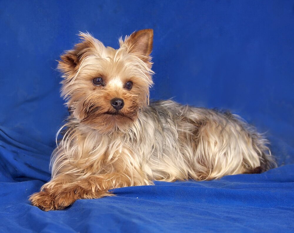 Rose | Animal Care Austria