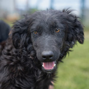 Percy | Animal Care Austria